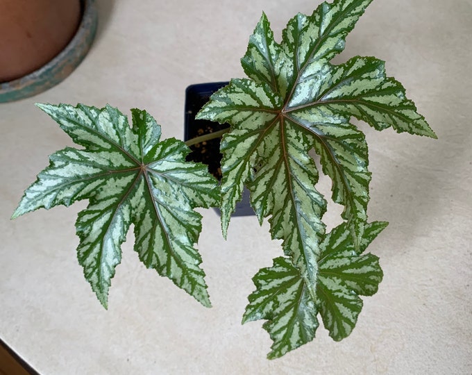 Black Velvet Begonia Rhizomatous Plant - Etsy