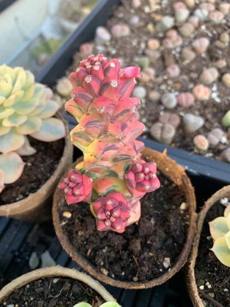 Monadenium Ritchiei F.variegata Exotic Rare Succulent Live - Etsy