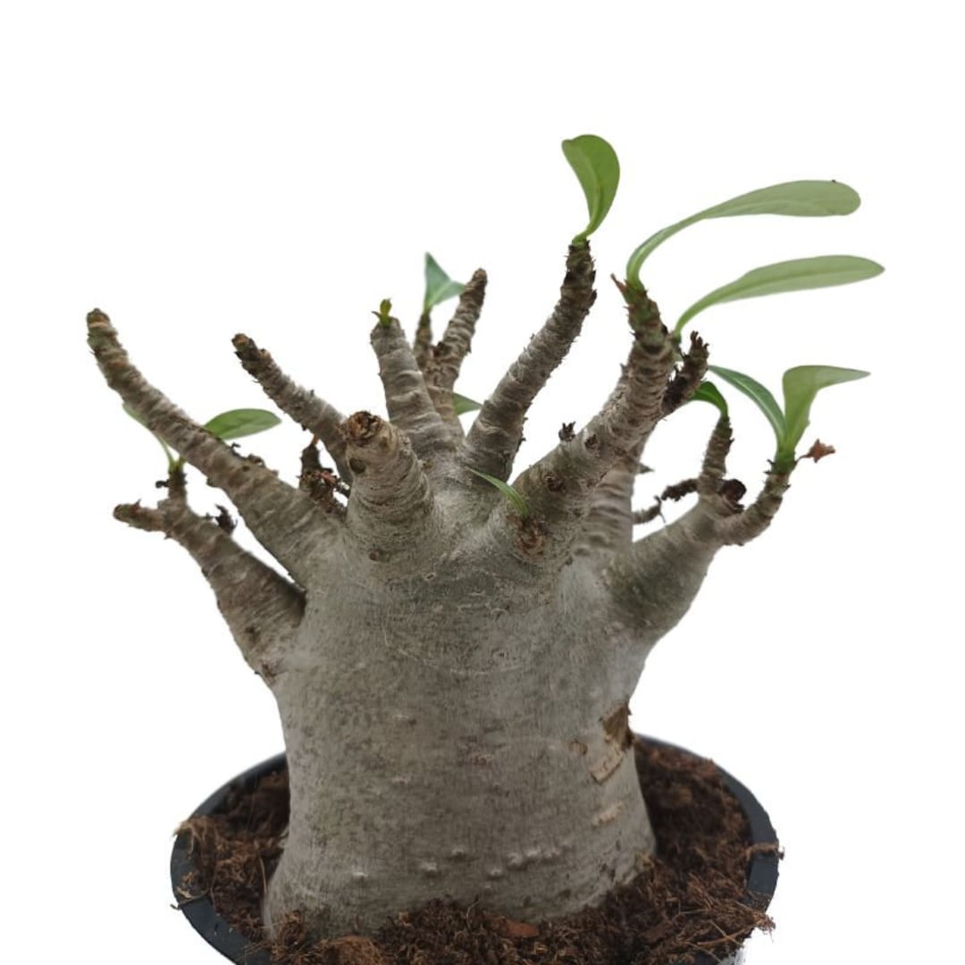 Adenium Baobab Exotic Rare Succulent Live Plant - Etsy