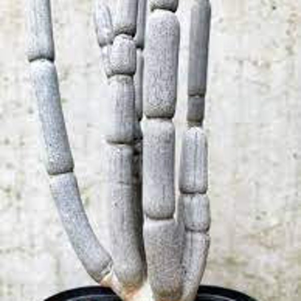 Rare Succulent - Etsy