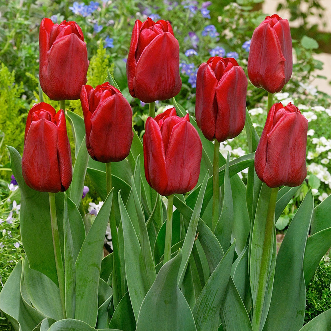 Tulip Tulipa Triumph ''seadov'' Bulb - Etsy