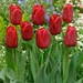Tulip Tulipa Triumph ''seadov'' Bulb - Etsy