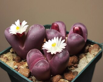 Colorful Lithops Seeds Amazing Colors Fun and Easy to Grow - Etsy
