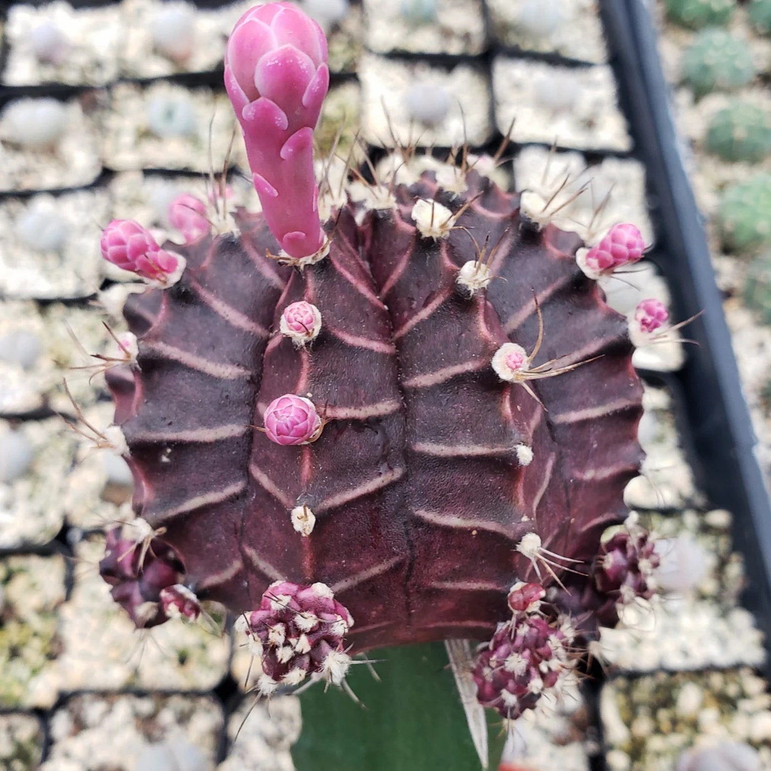 Purple Grafted Moon Cactus Gymnocalycium Mihanovichii - Etsy