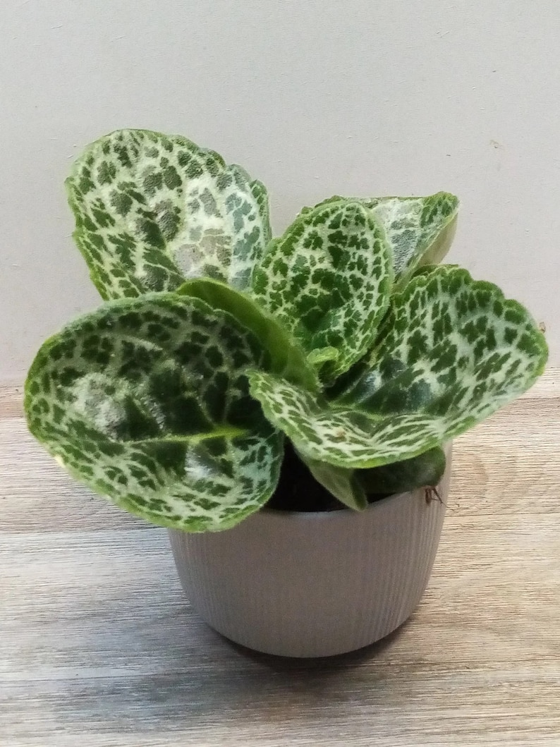 Streptocarpus 'pretty Turtle' Plant Succulent Live - Etsy