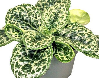 Pretty Turtle - Etsy