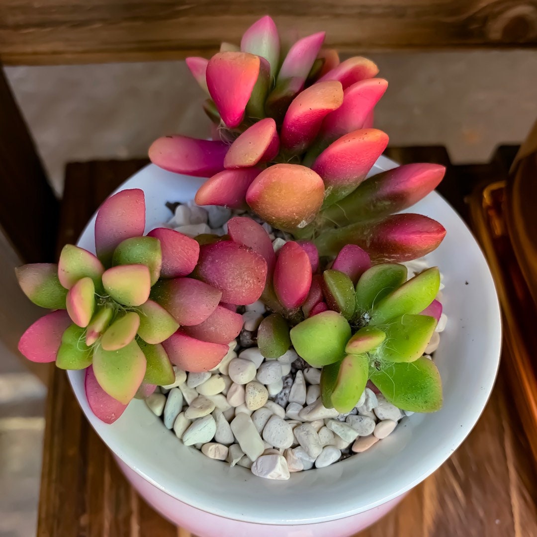 A. Rufescens F. Variegated Exotic Rare Succulent Live Plant - Etsy