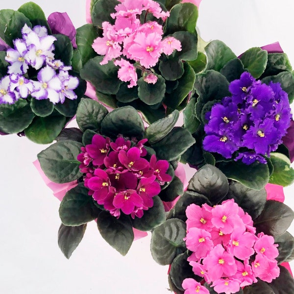 Trailing African Violet - Etsy