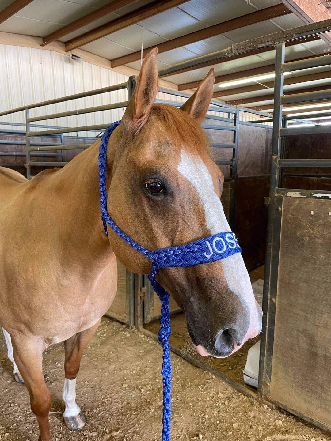 Single Color Monogrammed Mule Tape Halters - Etsy
