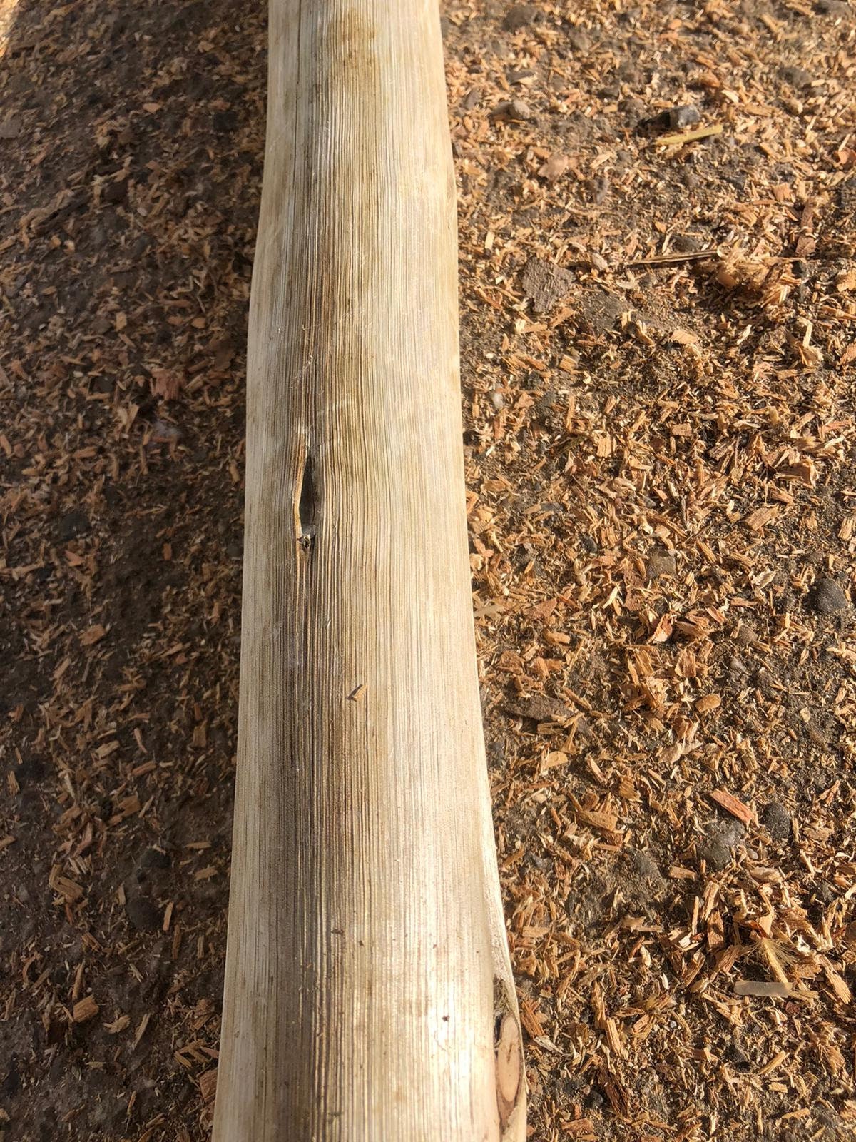 Set of 3 Branches of Debarked Wood With a Length of 2m30 to - Etsy