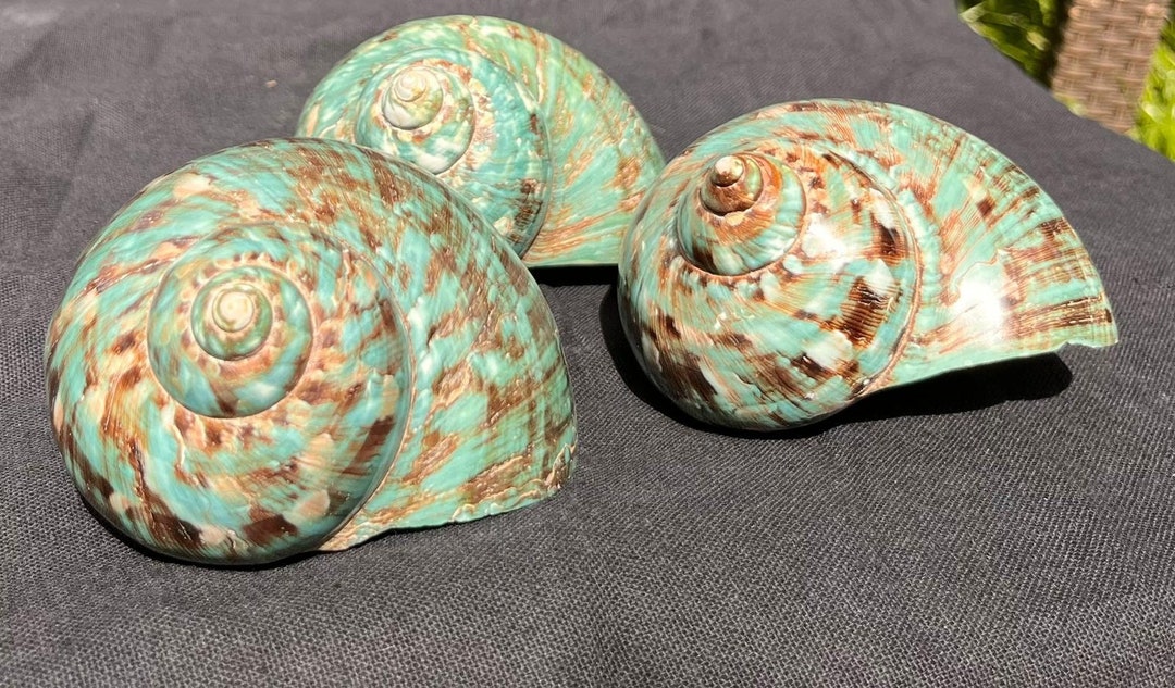 Set of 3 Burgos / Turbo Imperialis - Etsy