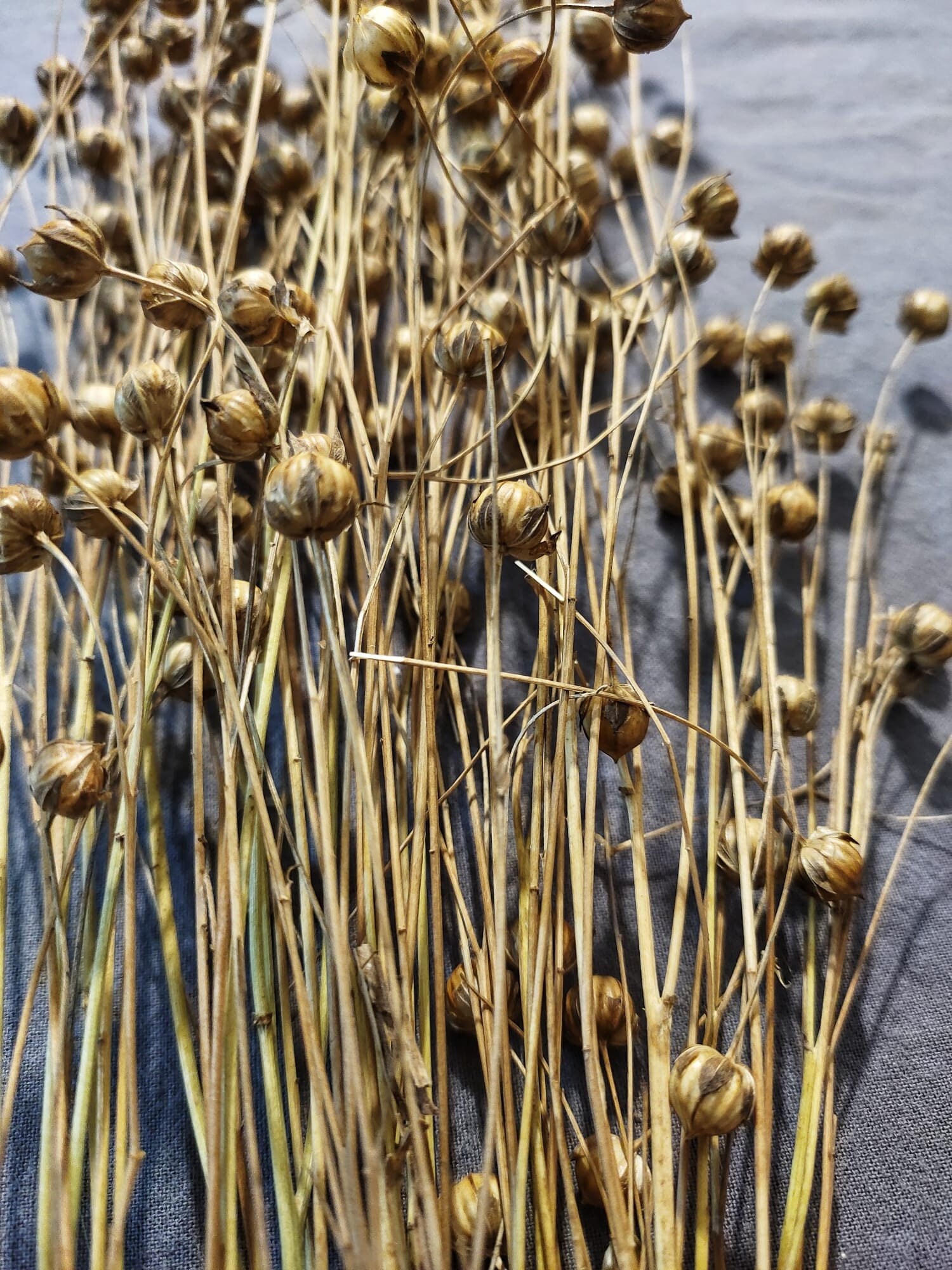 Flax Spray, Dried Flax Stems, Hamster Flax, Bird Flax, Hamster Flax ...