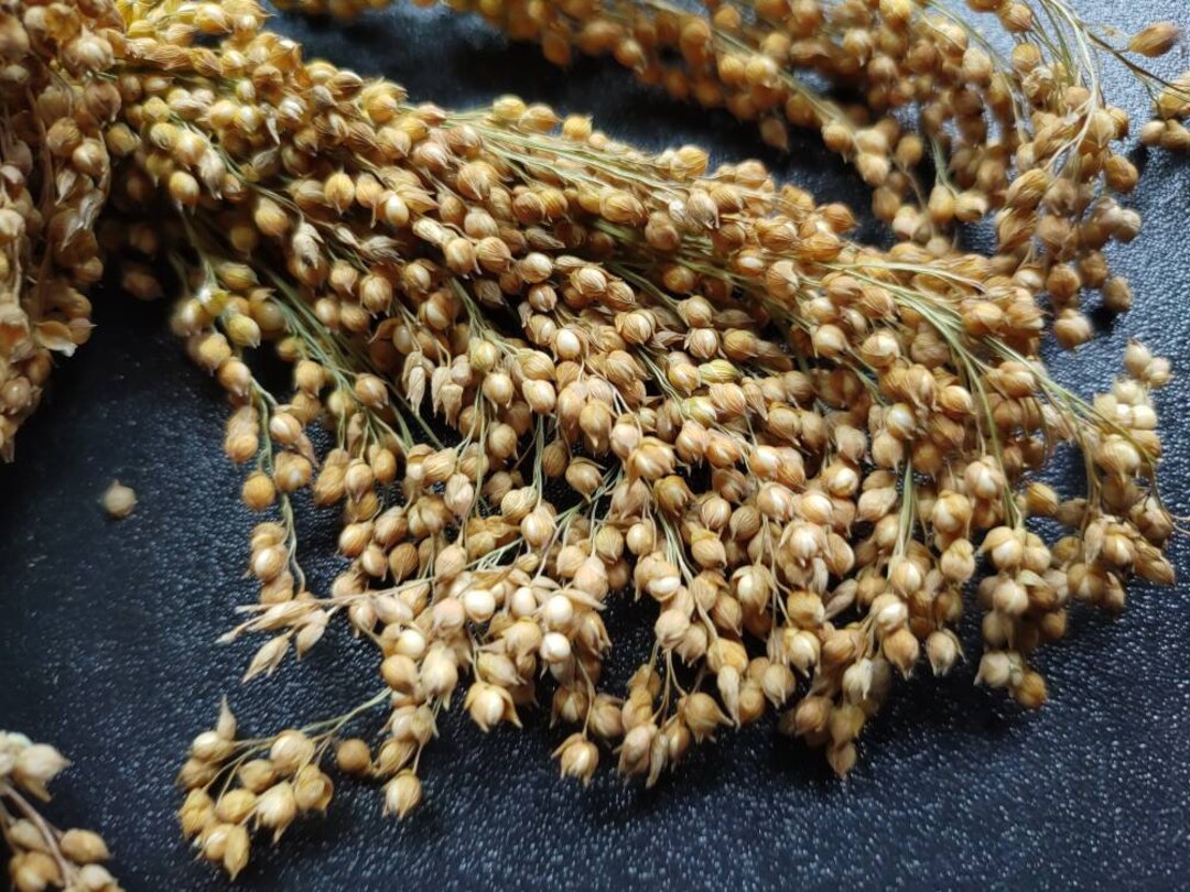 Panicle Millet (white Seed) - Etsy