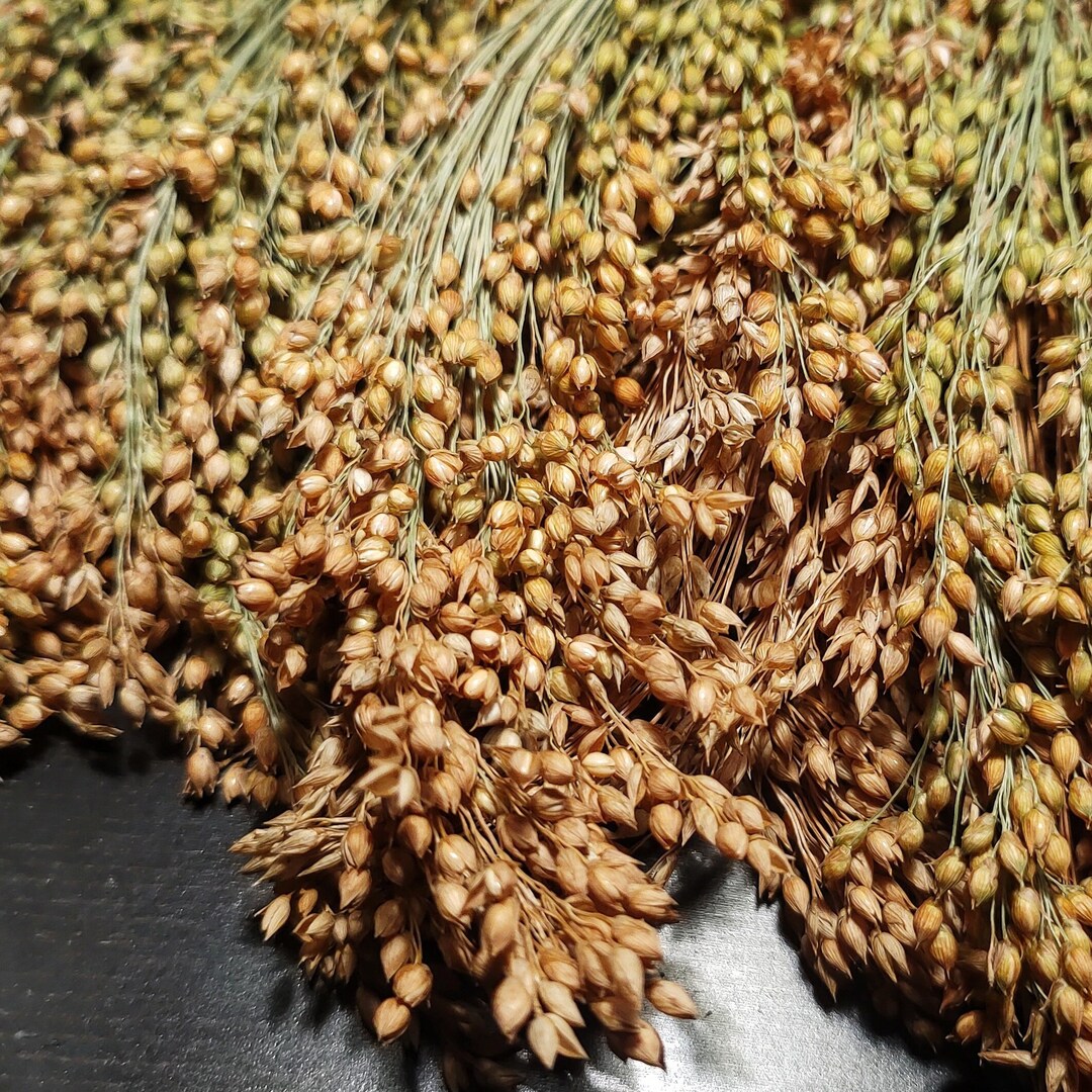Panicle Millet (light Brown Seed) - Etsy