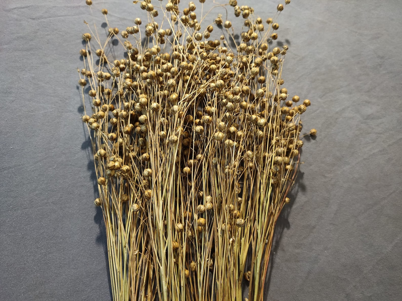 Flax Spray, Dried Flax Stems, Hamster Flax, Bird Flax, Hamster Flax ...