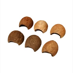 Small Coconut Half - Etsy