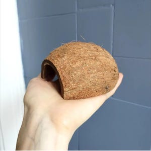 Small Coconut Half - Etsy