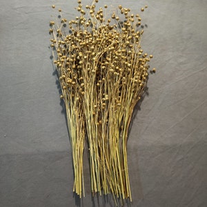 Flax Spray Dried Flax Stems Hamster Flax Bird Flax Hamster - Etsy UK