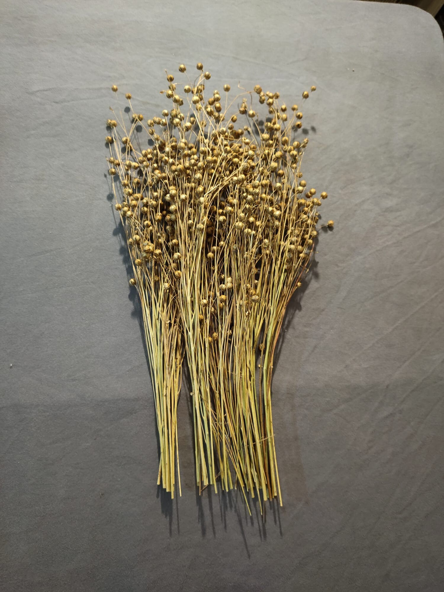 Flax Spray Dried Flax Stems Hamster Flax Bird Flax Hamster - Etsy UK