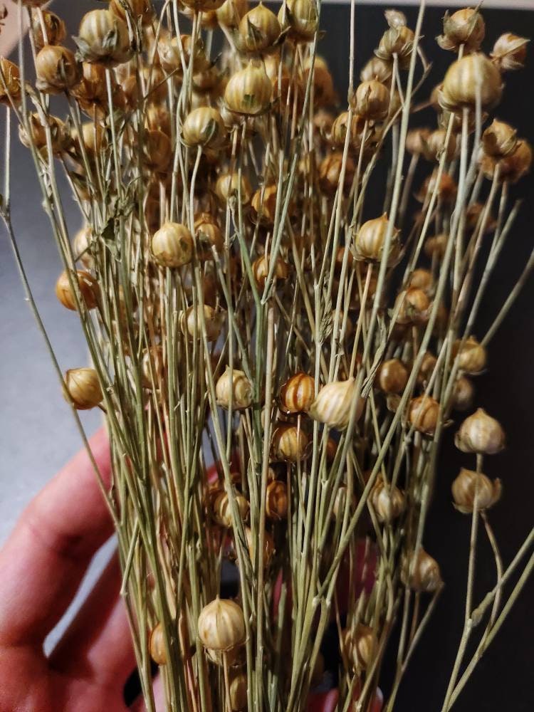 Flax Spray, Dried Flax Stems, Hamster Flax, Bird Flax, Hamster Flax ...