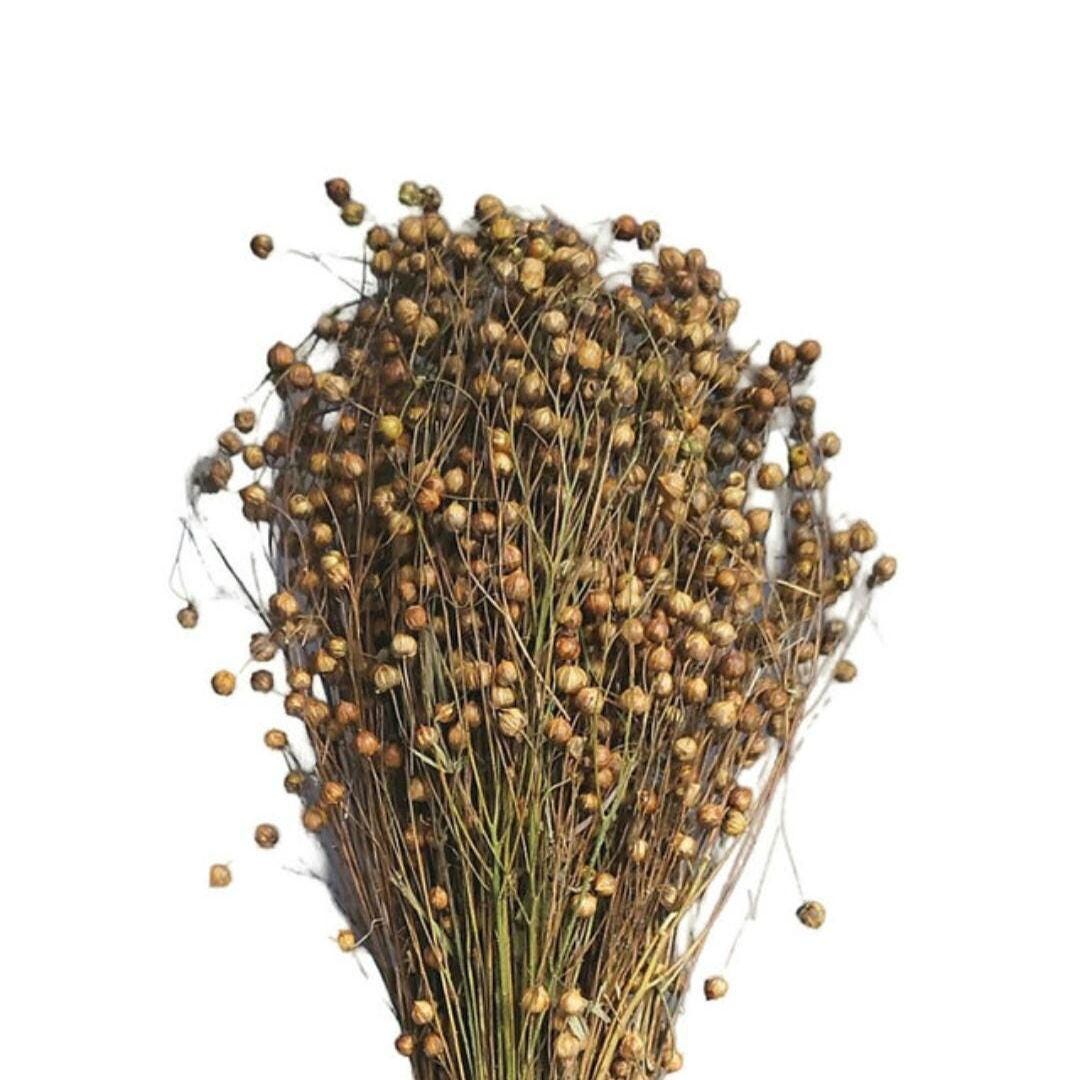 Flax Spray, Dried Flax Stems, Hamster Flax, Bird Flax, Hamster Flax ...