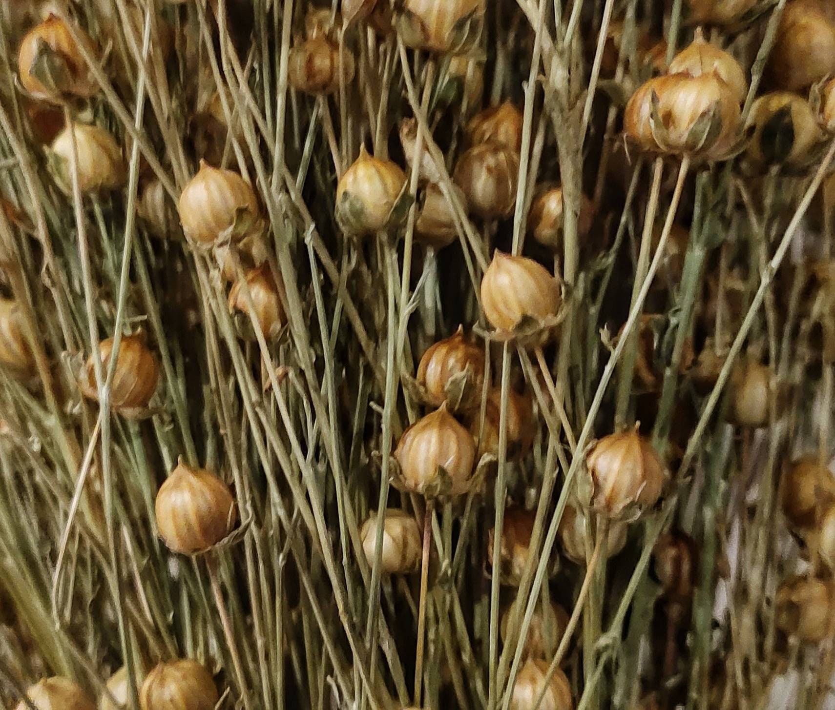 Flax Spray, Dried Flax Stems, Hamster Flax, Bird Flax, Hamster Flax ...