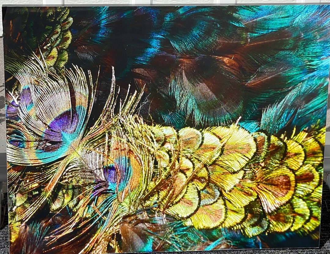 Unique Peacock Feather Photo - Etsy