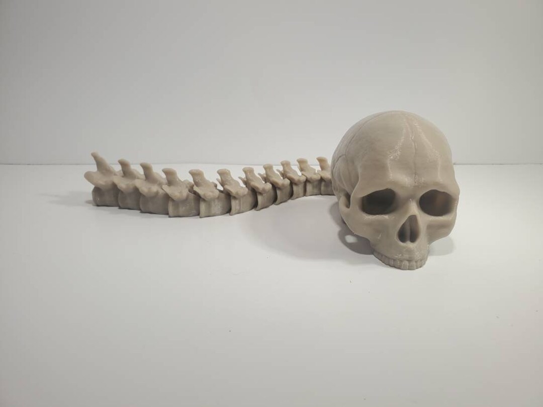 Articulated Skull and Spine, Halloween Horror Decor, Flexi Fidget ...