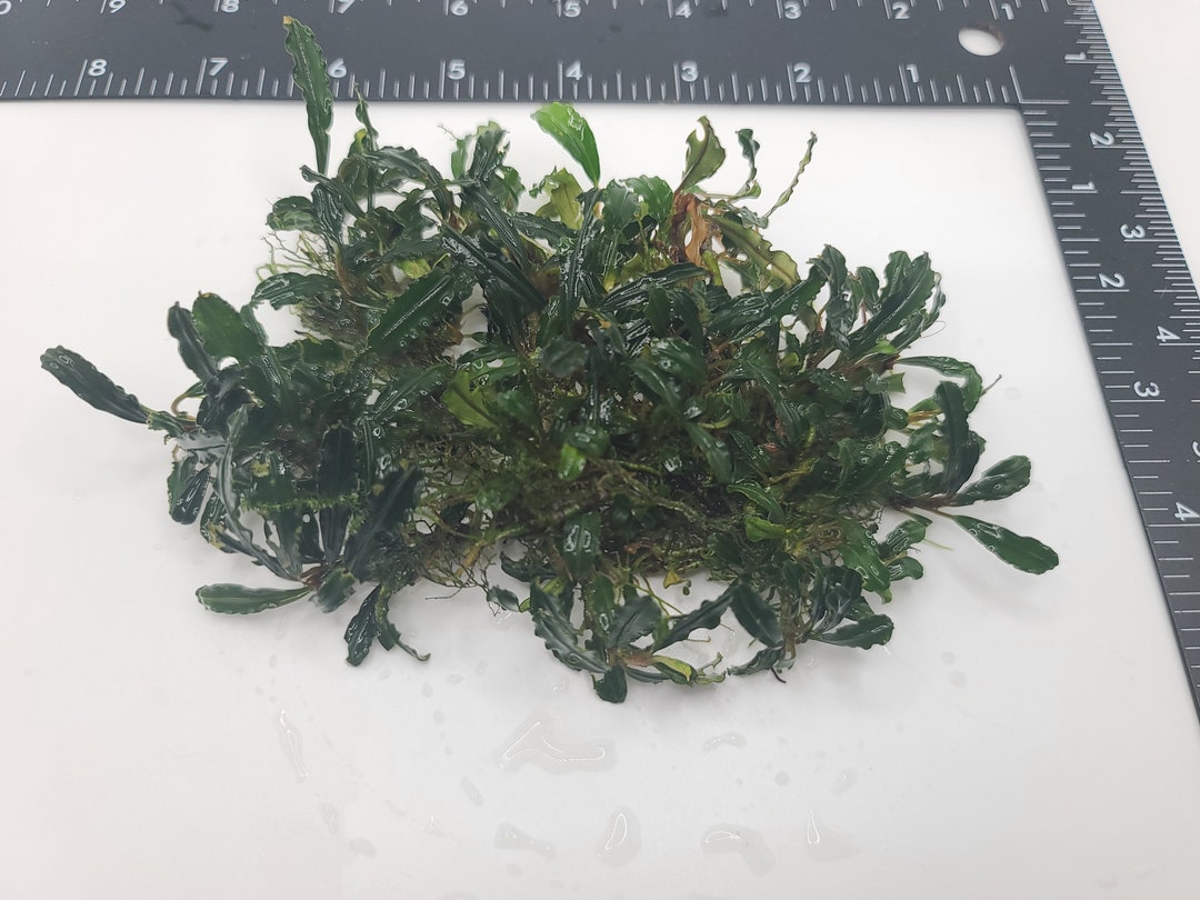 Bucephalandra Sp Mini - Submerged Grown! Aquarium, Terrarium ...