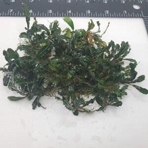 Bucephalandra Sp Mini - Submerged Grown! Aquarium, Terrarium ...