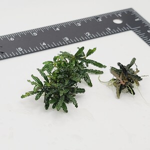 Bucephalandra Sp Catherinae Mini *RARE* - Submerged Grown! Aquarium ...