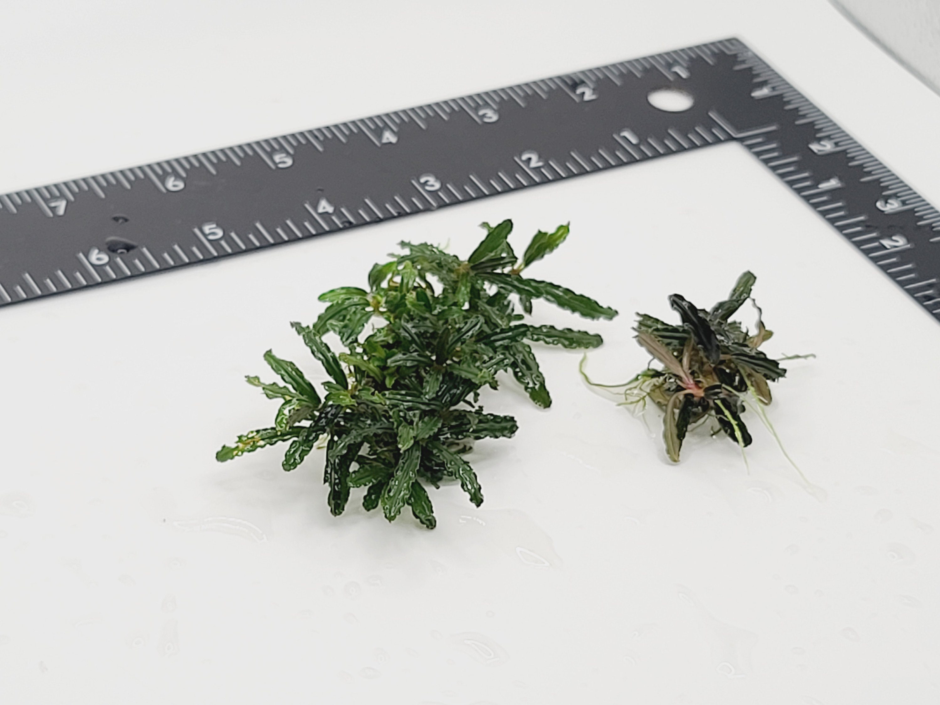 Bucephalandra Sp Catherinae Mini *RARE* - Submerged Grown! Aquarium ...