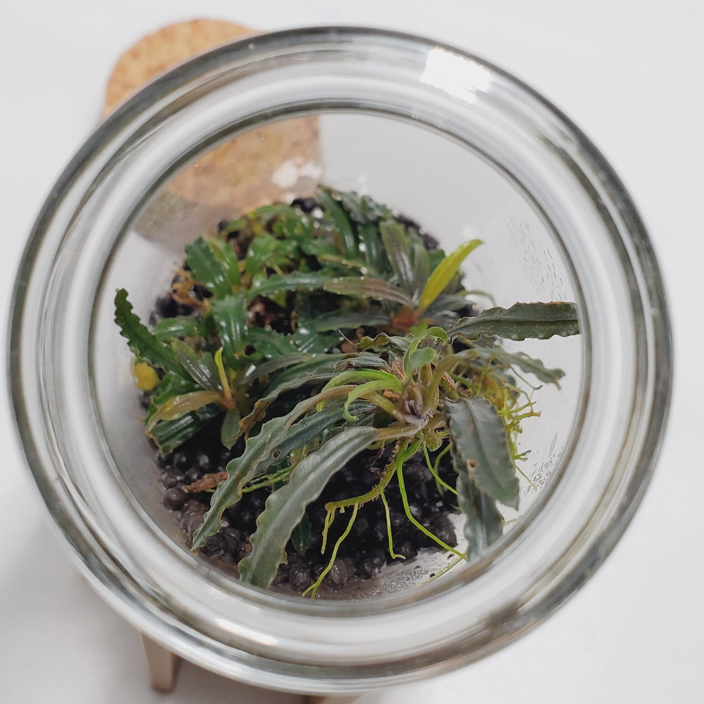 Mini Bucephalabra Terrarium Kit! Low Maintenaince - Perfect Gift for ...