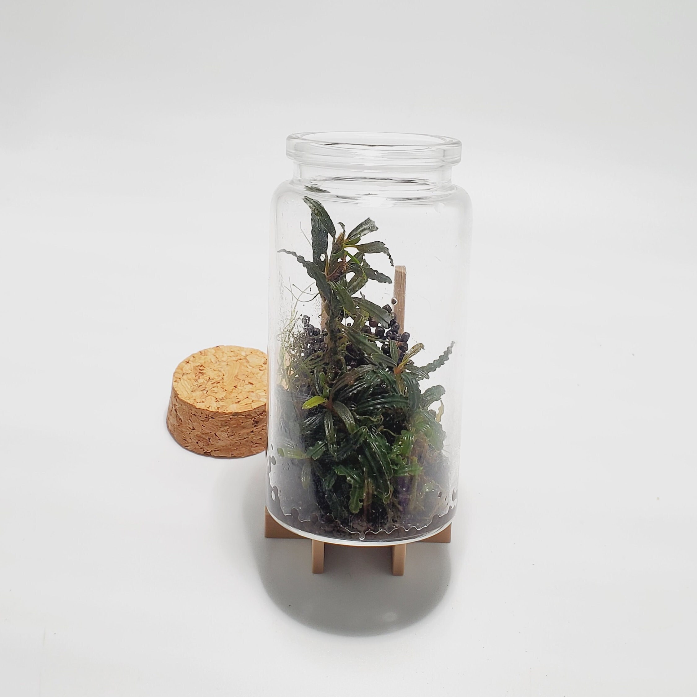 Mini Bucephalabra Terrarium Kit! Low Maintenaince - Perfect Gift for ...