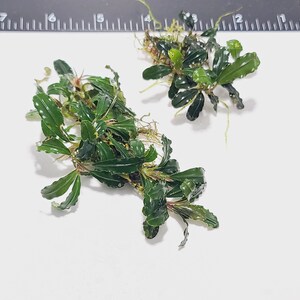 Bucephalandra Sp Centipede - Submerged Grown! Aquarium, Terrarium, Paladarium or Vivarium ...