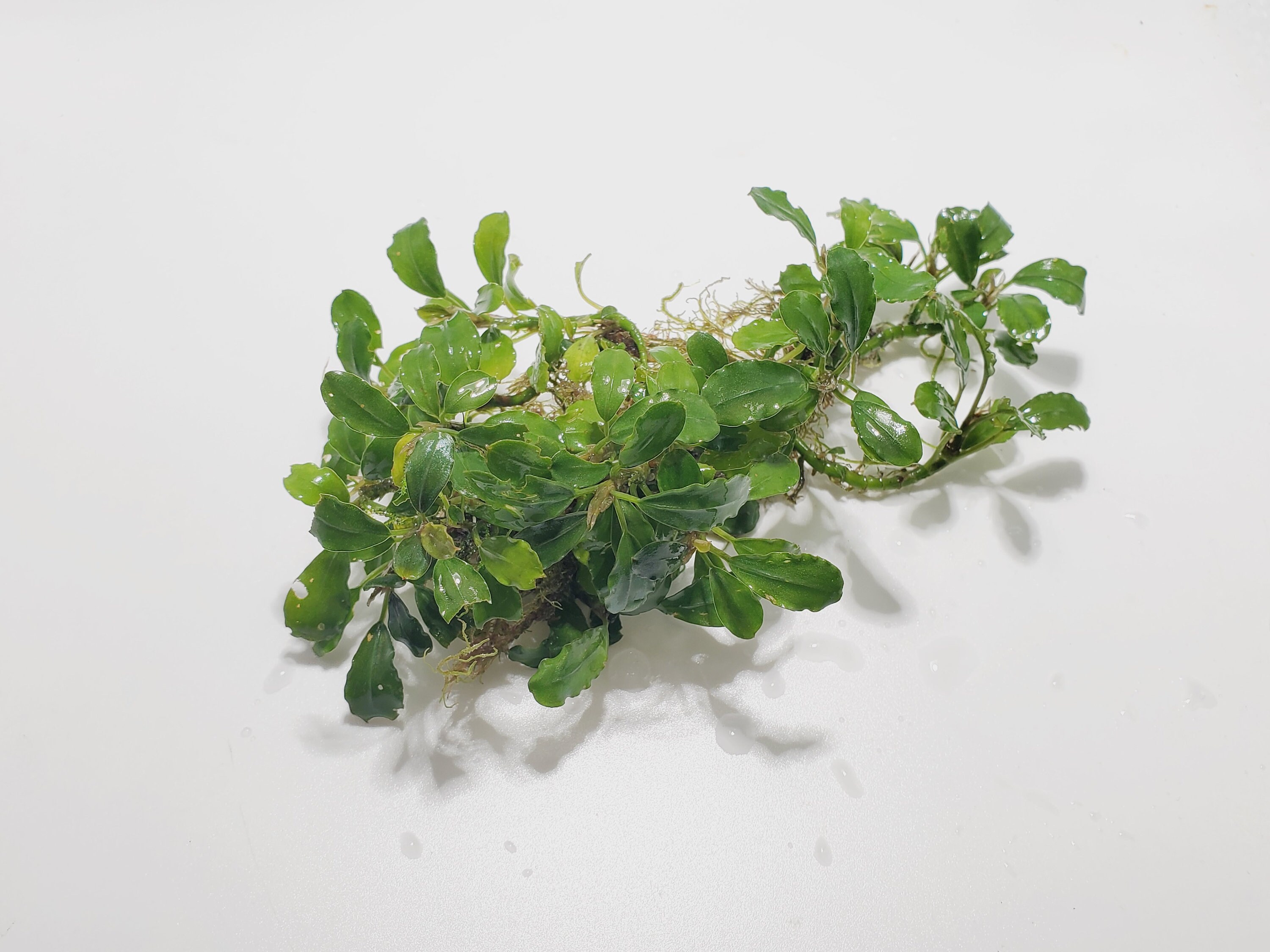 Bucephalandra Sp Silver Submerged Grown Aquarium, Terrarium, Paladarium ...