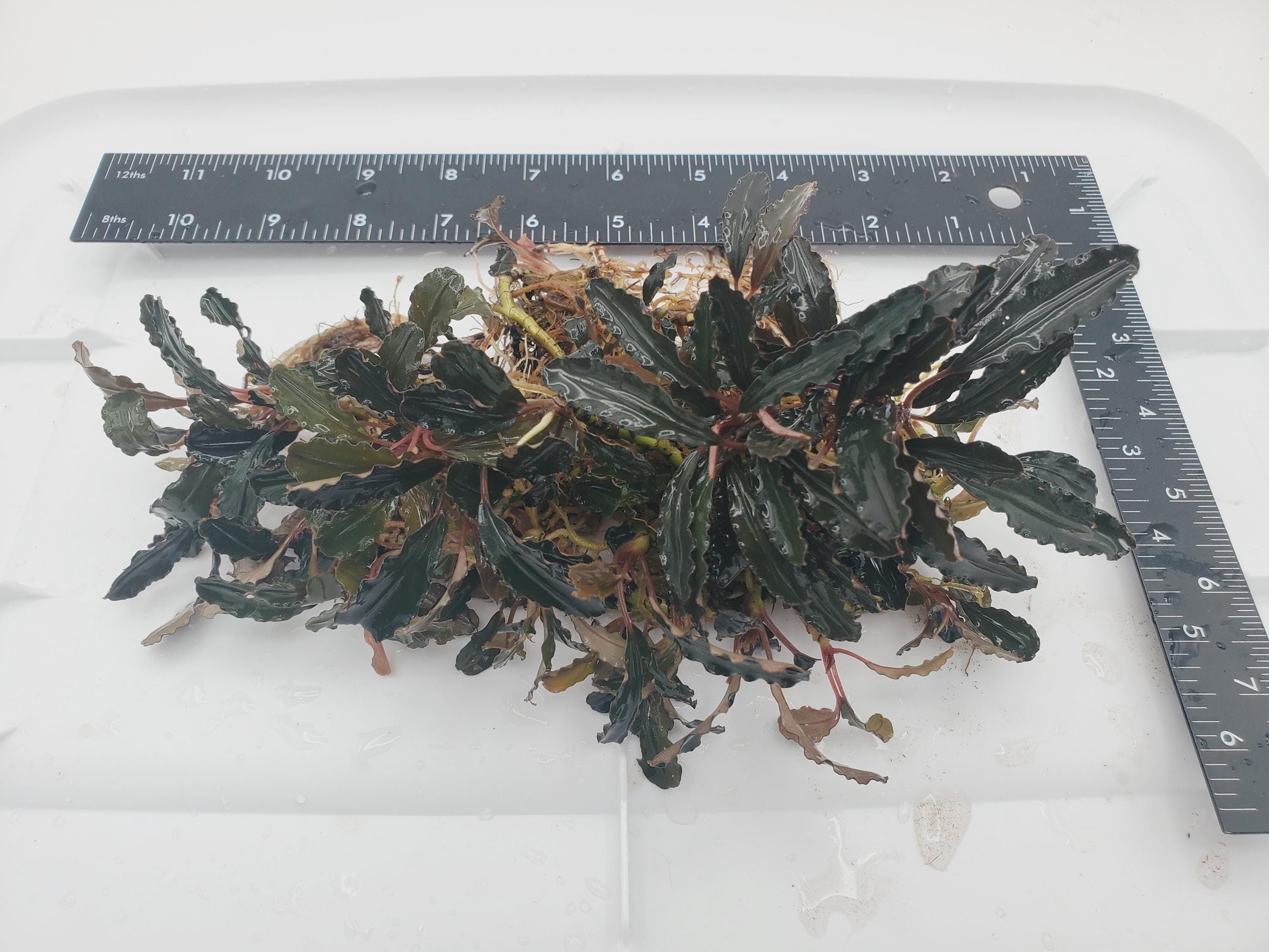 Bucephalandra Sp Red - Submerged Grown! Aquarium, Terrarium, Paladarium ...