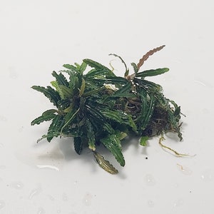 Bucephalandra Sp Belindae Mini RARE Submerged Grown Aquarium, Terrarium ...