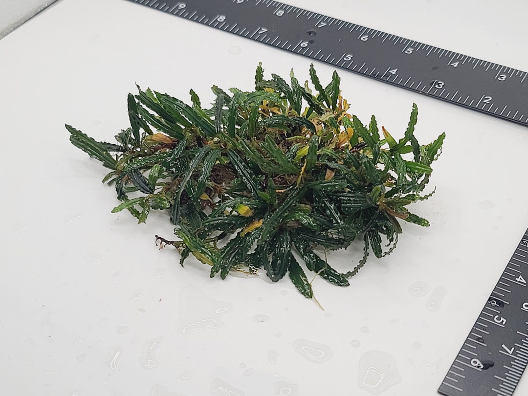 Bucephalandra Sp Catherinae - Submerged Grown! Aquarium, Terrarium ...