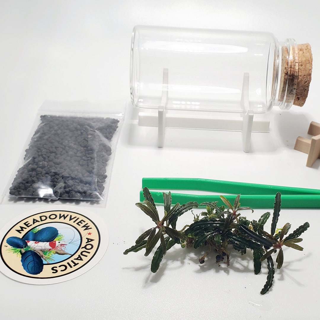 Mini Bucephalabra Terrarium Kit! Low Maintenaince - Perfect Gift for ...