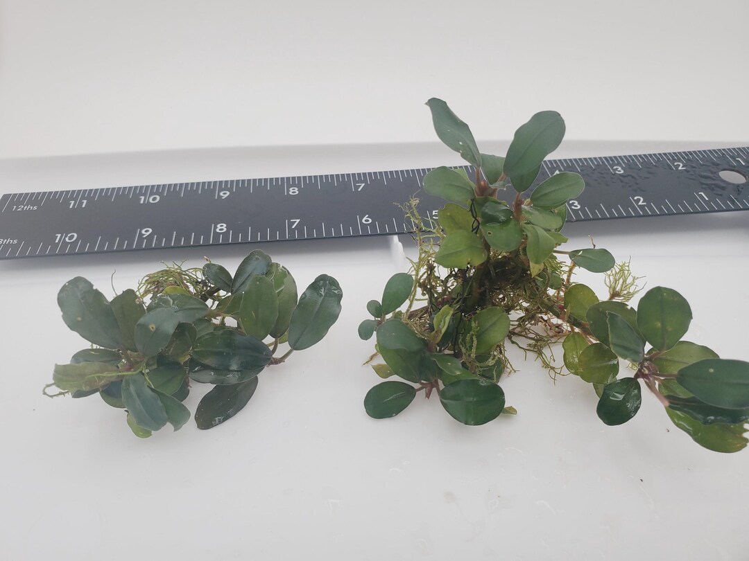 Bucephalandra Sp Silver Red Submerged Grown Aquarium, Terrarium ...
