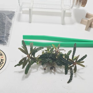 Mini Bucephalabra Terrarium Kit! Low Maintenaince - Perfect Gift for ...