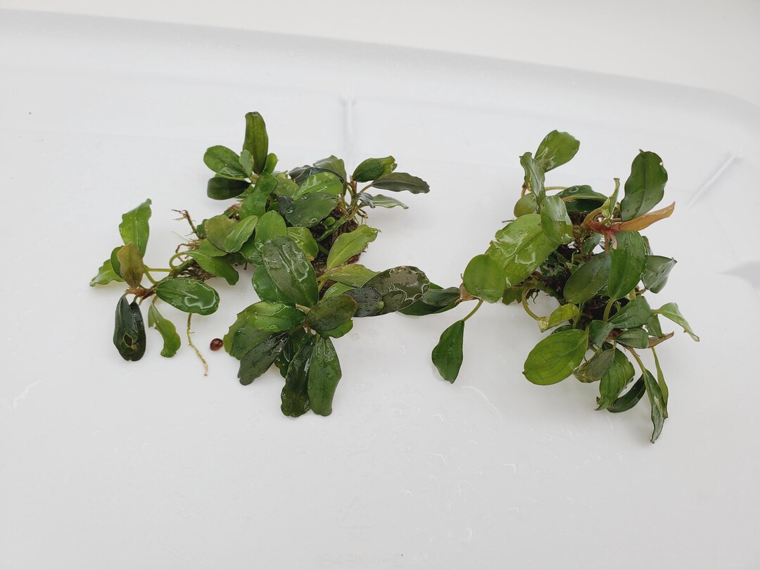 Bucephalandra Sp Melawi - Submerged Grown! Aquarium, Terrarium ...