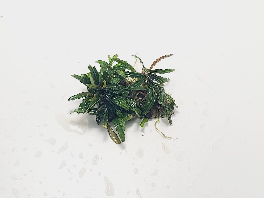 Bucephalandra Sp Belindae Mini RARE Submerged Grown Aquarium, Terrarium ...