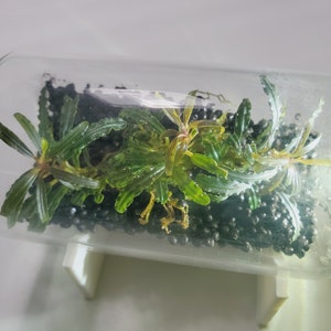 Mini Bucephalabra Terrarium Kit! Low Maintenaince - Perfect Gift for ...