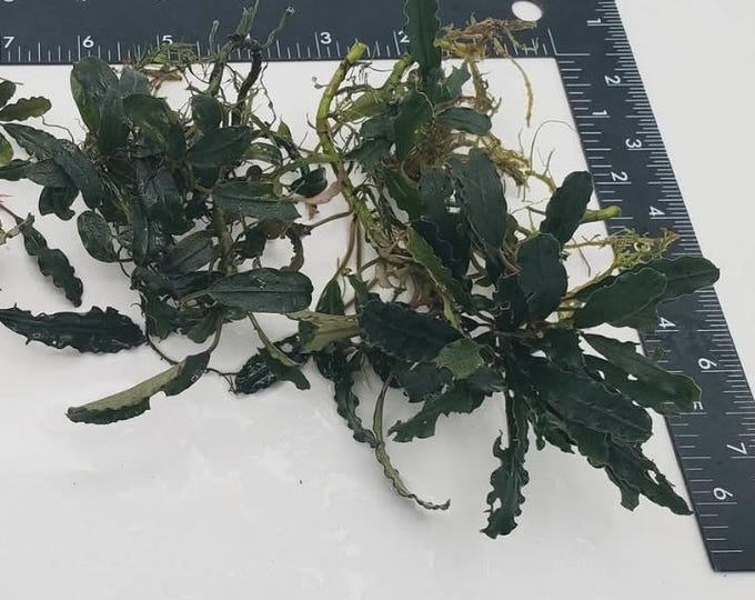 Bucephalandra Sp Silver Red - Submerged Grown! Aquarium, Terrarium ...