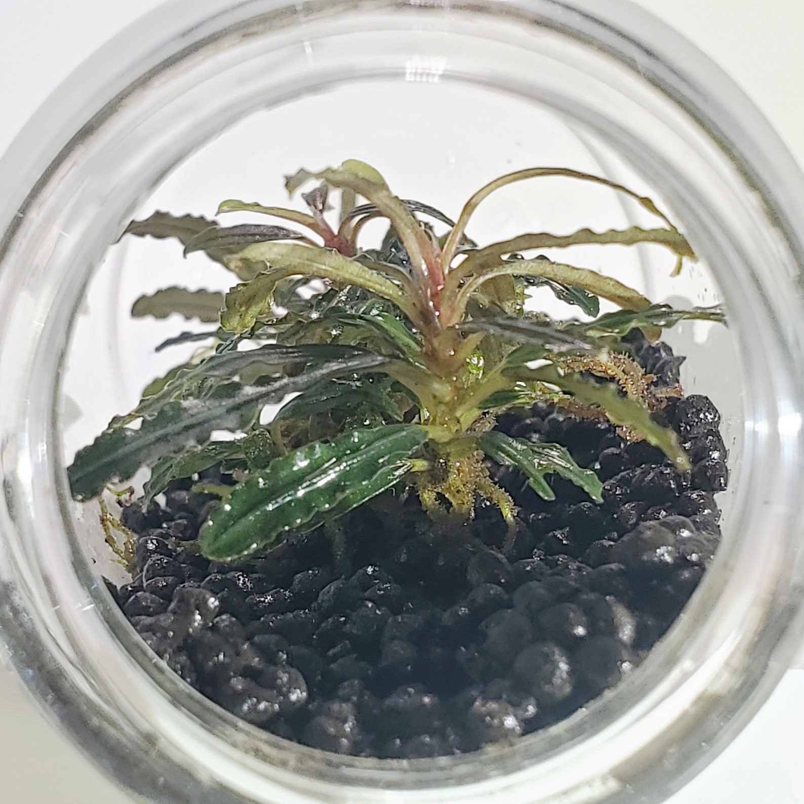 Mini Bucephalabra Terrarium Kit! Low Maintenaince - Perfect Gift for ...