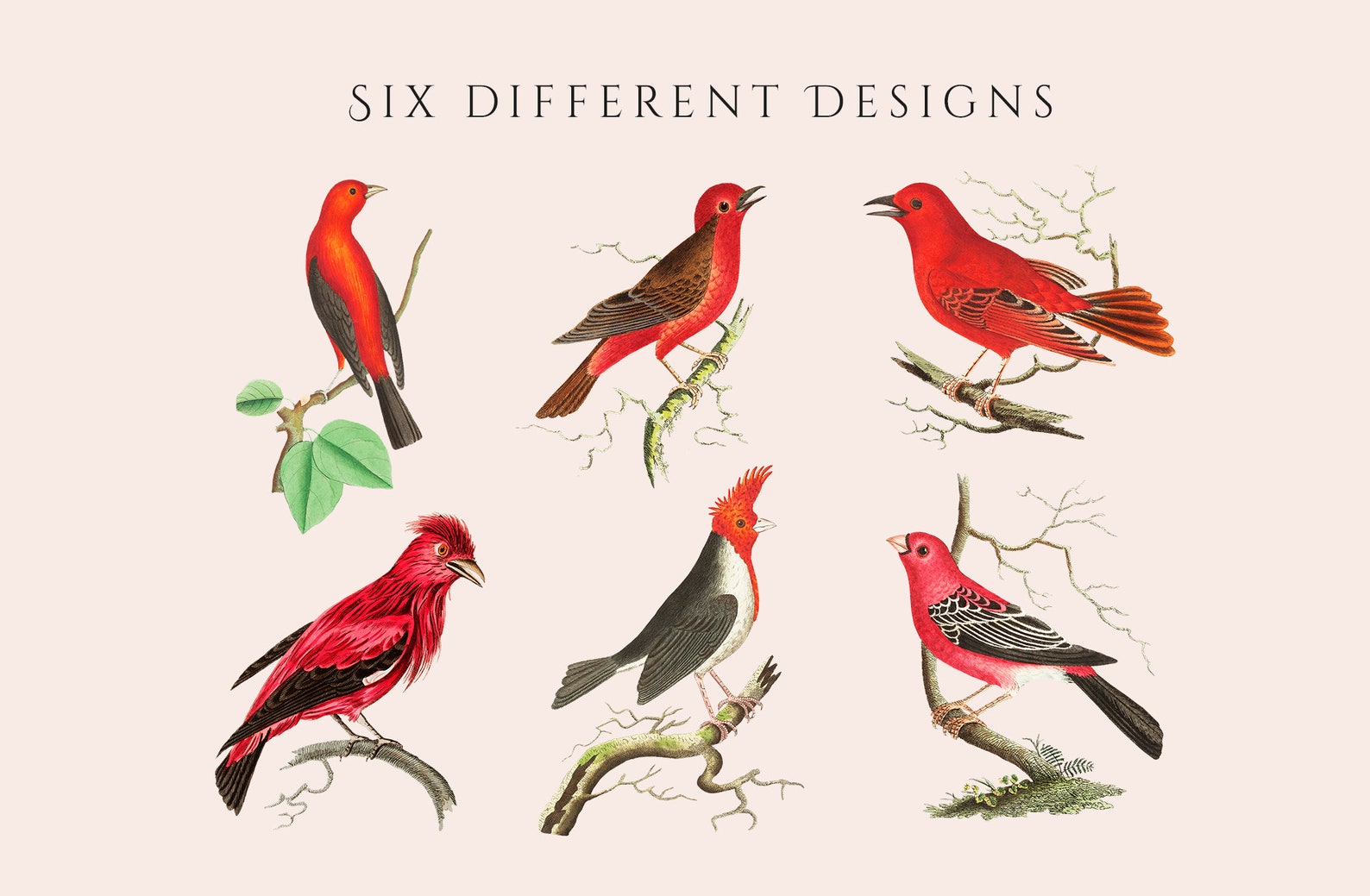 Red Birds Clipart in PNG, Vintage Illustrations of Birds on a Branch ...