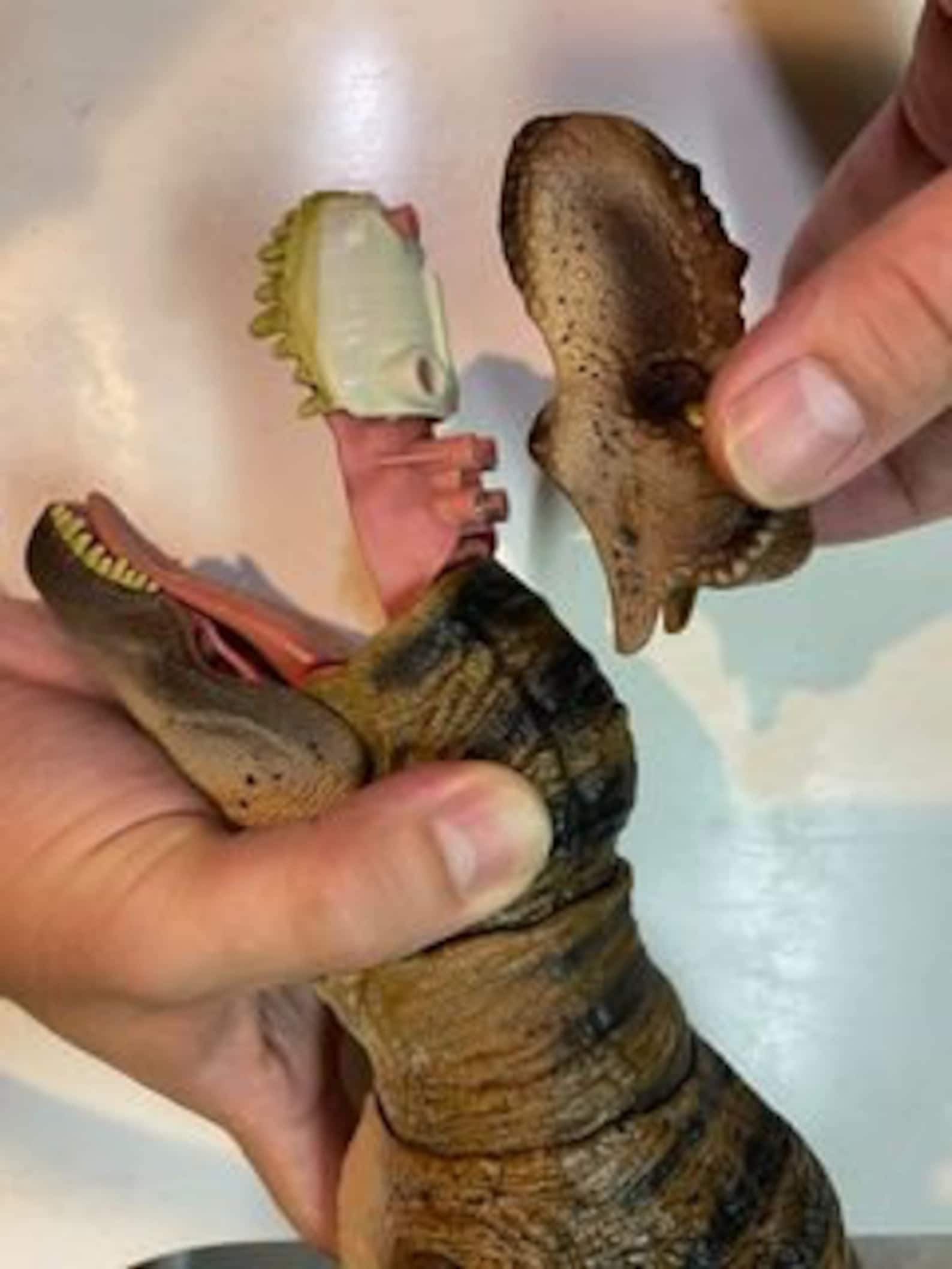 Rod's Random HC T Rex Teeth - Etsy