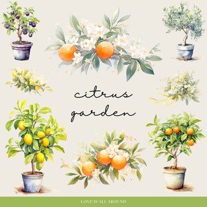 Citrus Digital Stickers, Lemon Sticker Set, Goodnotes Oranges Stickers ...